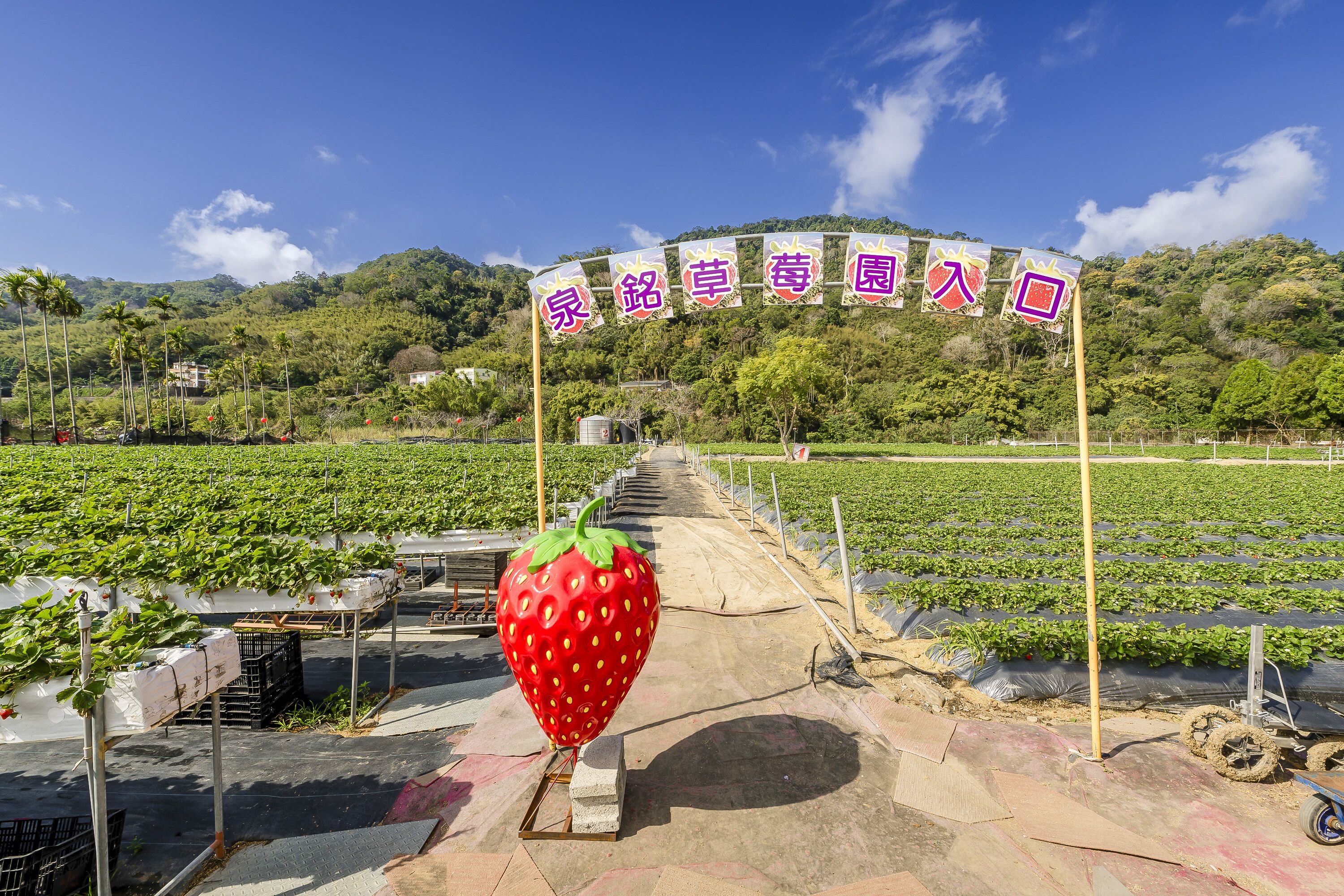 Um campo de morangos com fileiras de plantas e uma grande escultura de morango.