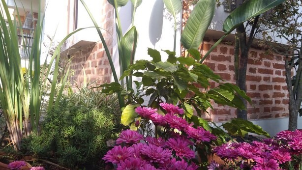 Um jardim com diversas plantas e flores, incluindo crisântemos cor-de-rosa, em frente a uma parede de tijolos.