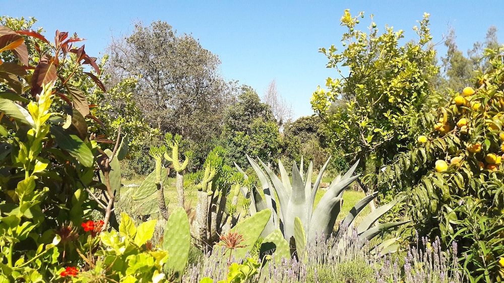 Nuestro Eco Hostel Es Un Oasis De Naturaleza Y Paz Para Descansar Y Disfrutar. - Limache
