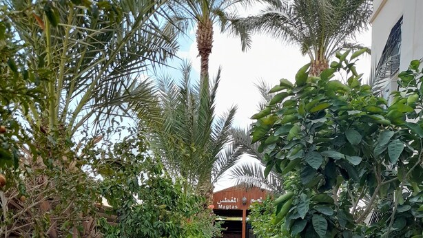 Uma trilha bordeada por cercas de madeira e plantas tropicais que leva a um edifício com uma placa em árabe.