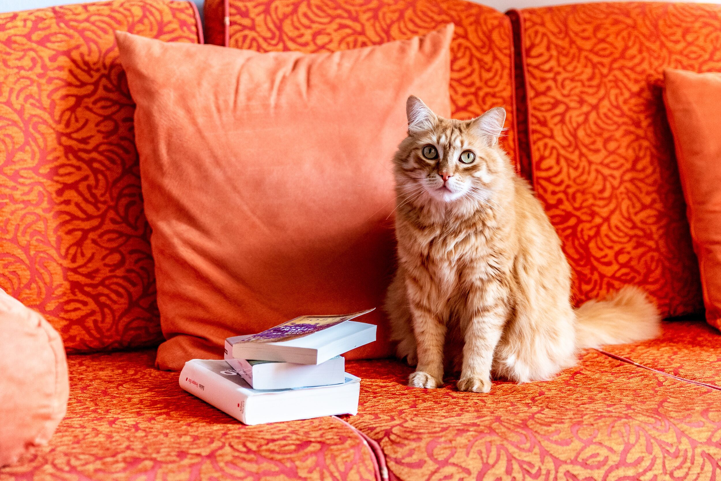 Um gato sentado em um sofá laranja estampado, com uma pilha de livros ao lado.