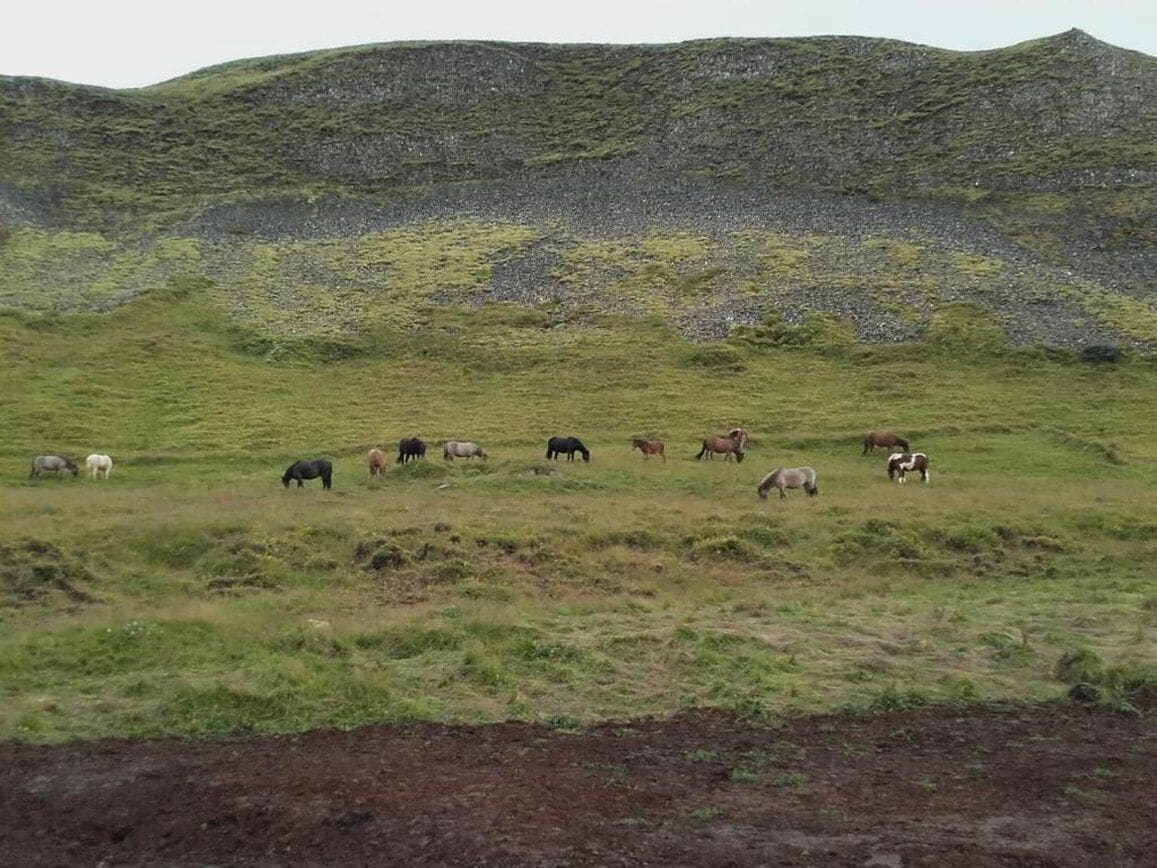 Um grupo de cavalos pastando numa encosta gramada.