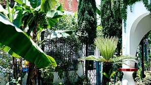 Um jardim exuberante com bananeiras, uma árvore conífera alta e diversas outras plantas.