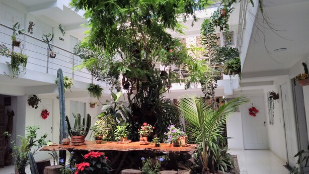 Um jardim interno amplo, com diversas plantas e uma mesa de madeira.
