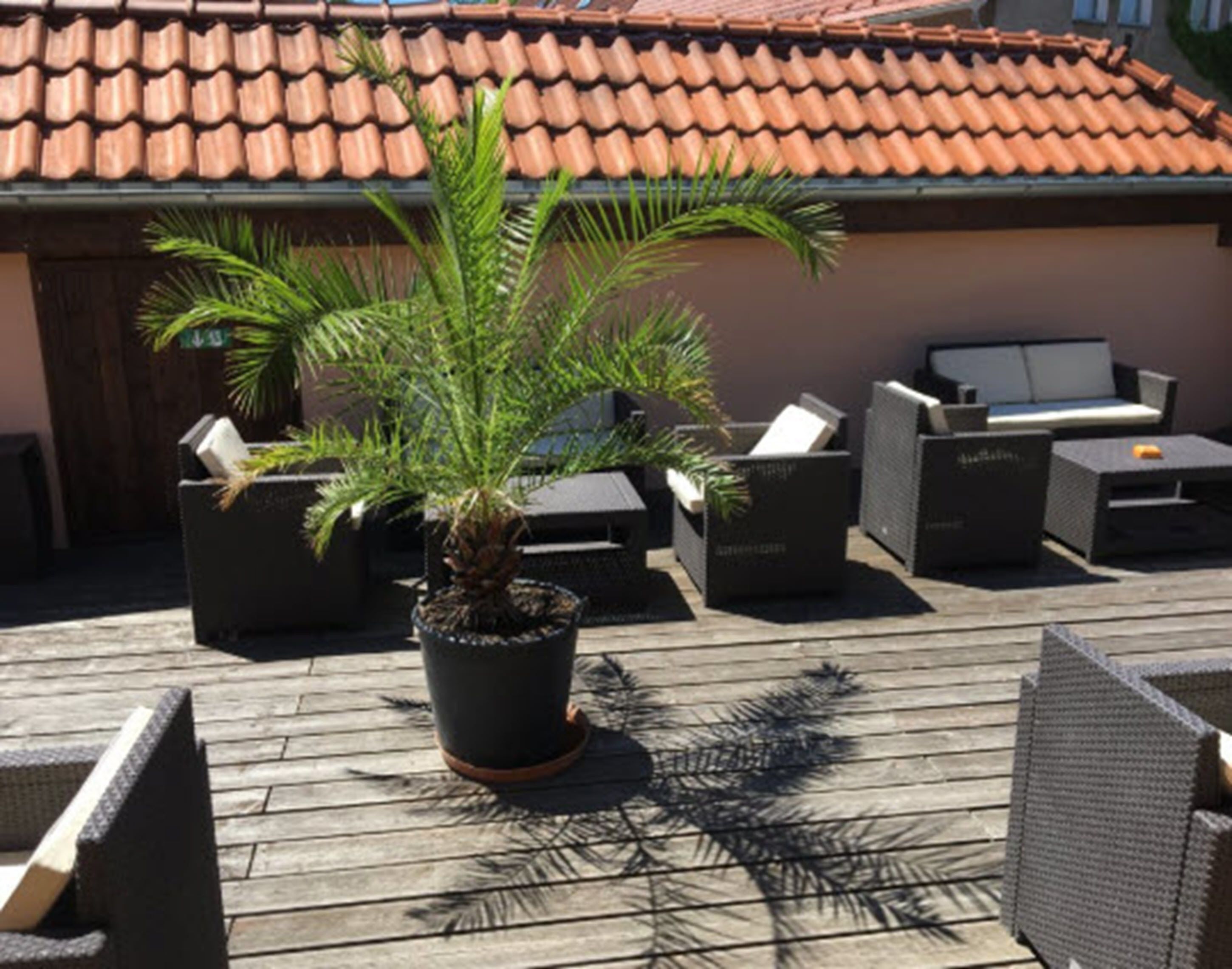 Um terraço no telhado com uma palmeira em vaso, móveis de exterior e telhado telhado.
