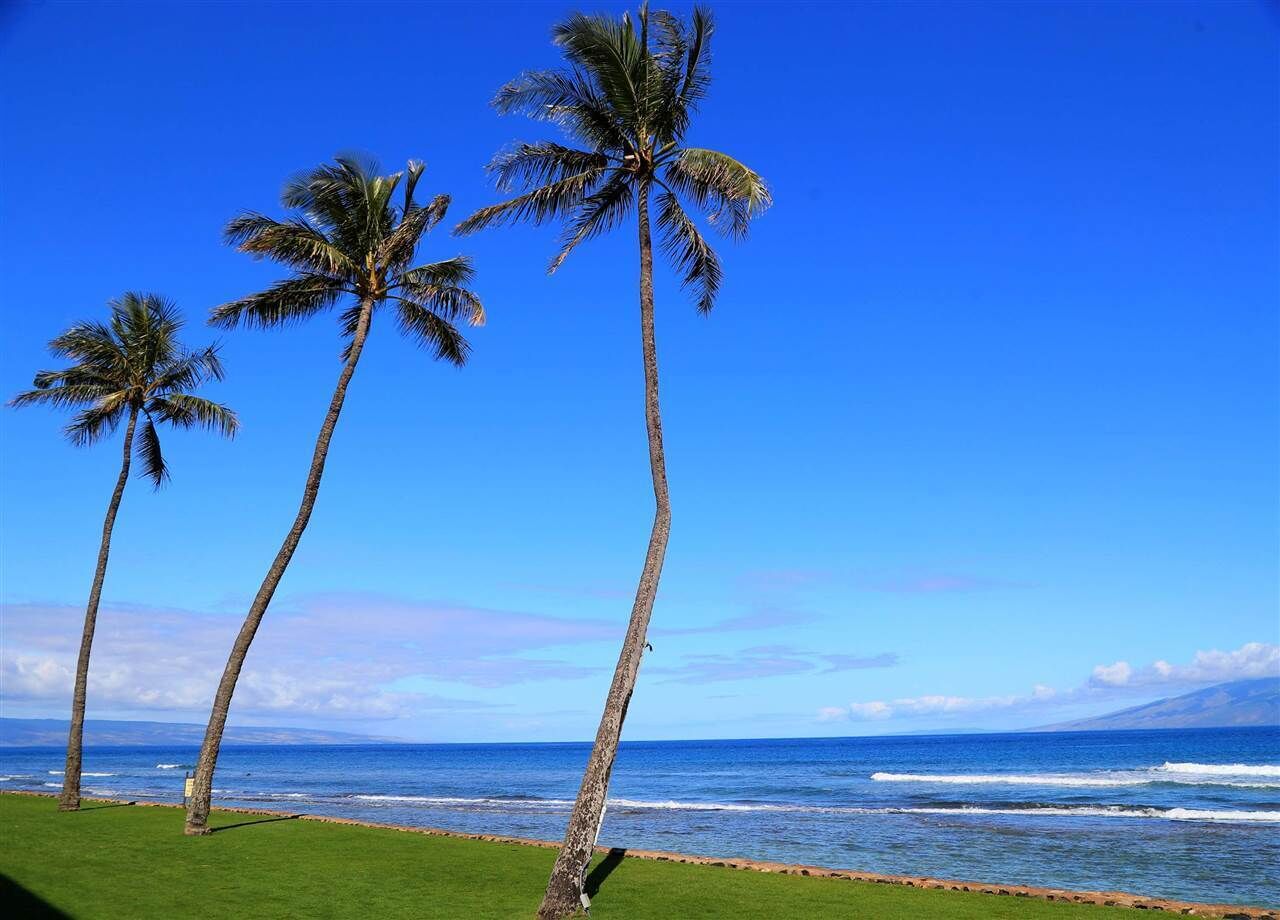 Aloha Hale Ocean View Maui Condo In Ocean Front/Beach Resort Swim with ...
