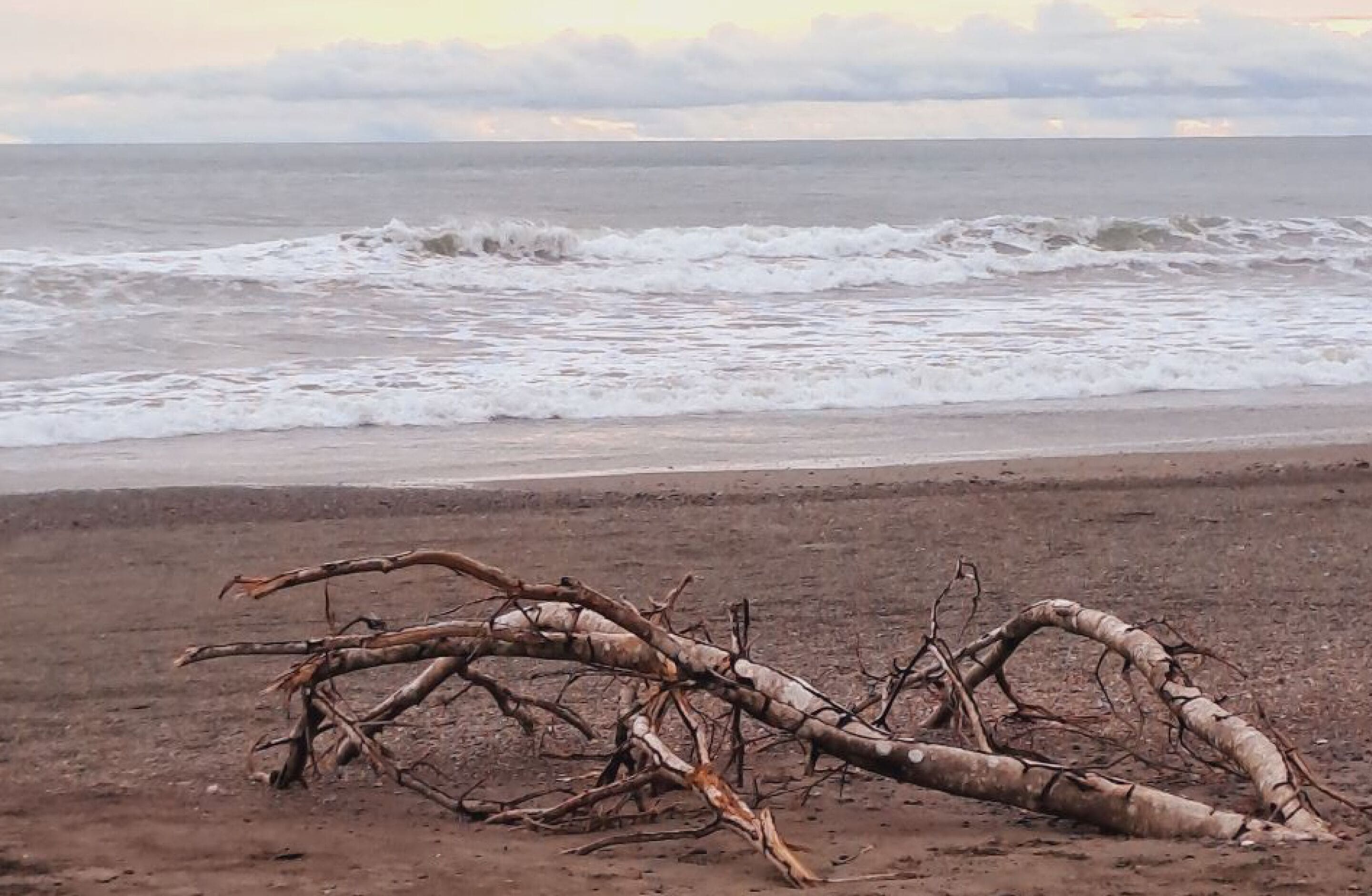 Uma praia com ondas e um tronco de árvore caído.