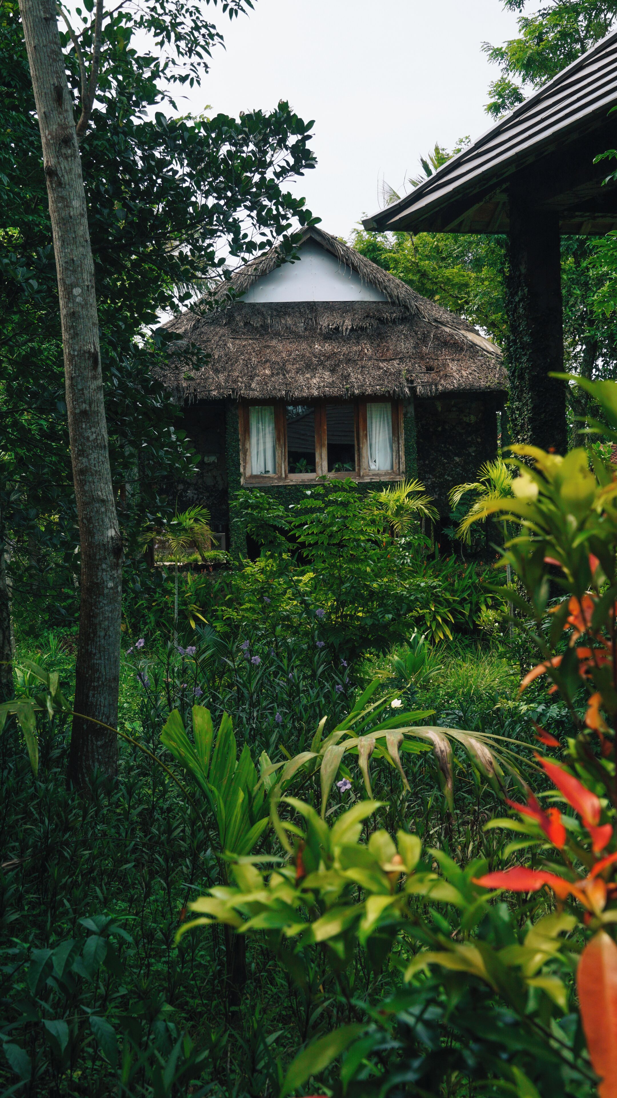 Uma casa com telhado de palha rodeada por vegetação tropical densa.