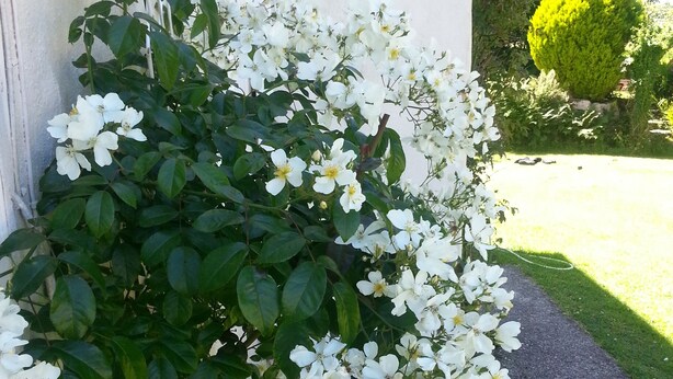 Um jardim com arbustos floridos brancos e uma sebe bem aparada.