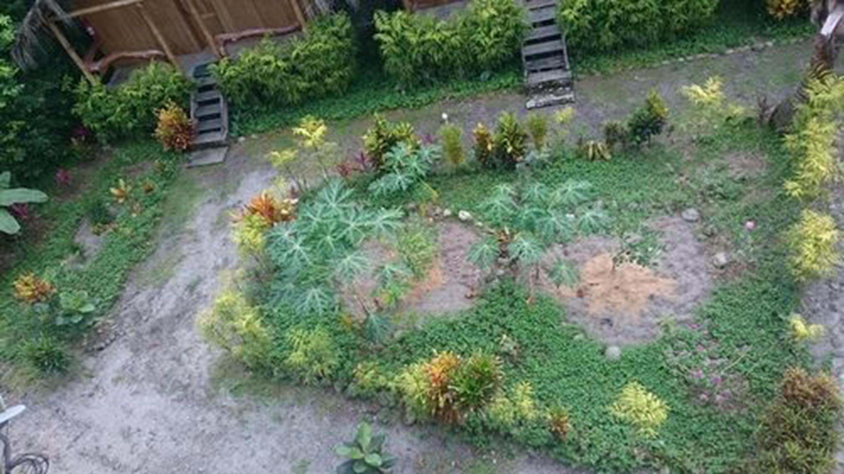 Um jardim com diversas plantas e uma estrutura de madeira.