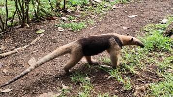 Quarto standard, várias camas, para fumantes, vista para o jardim | Espaço de trabalho para notebook, Wi-Fi de cortesia, roupa de cama