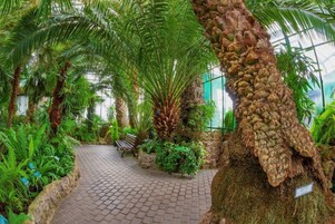 Uma estufa com um caminho pavimentado, diversas plantas tropicais e um tronco de árvore grande.
