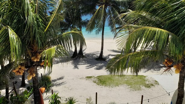 Uma praia com palmeiras e vista clara para o oceano.