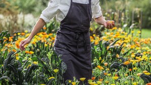 Uma pessoa de camisa branca e avental escuro em um campo de flores.