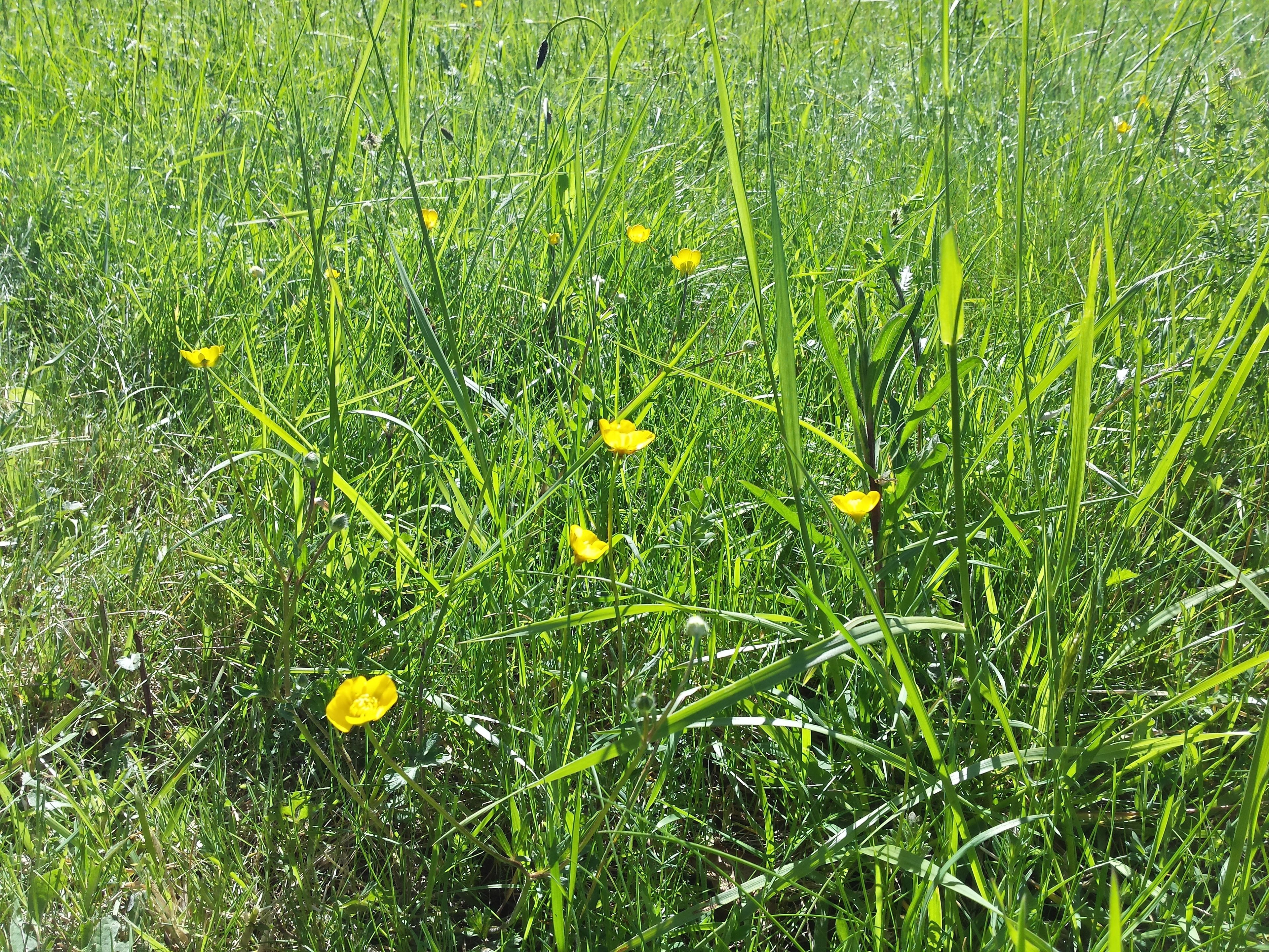 Um campo de grama verde alta com flores amarelas espalhadas.