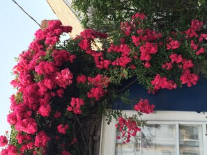 Charming Brant Point Rose Covered Cottage - with Free WIFI and AC and ...