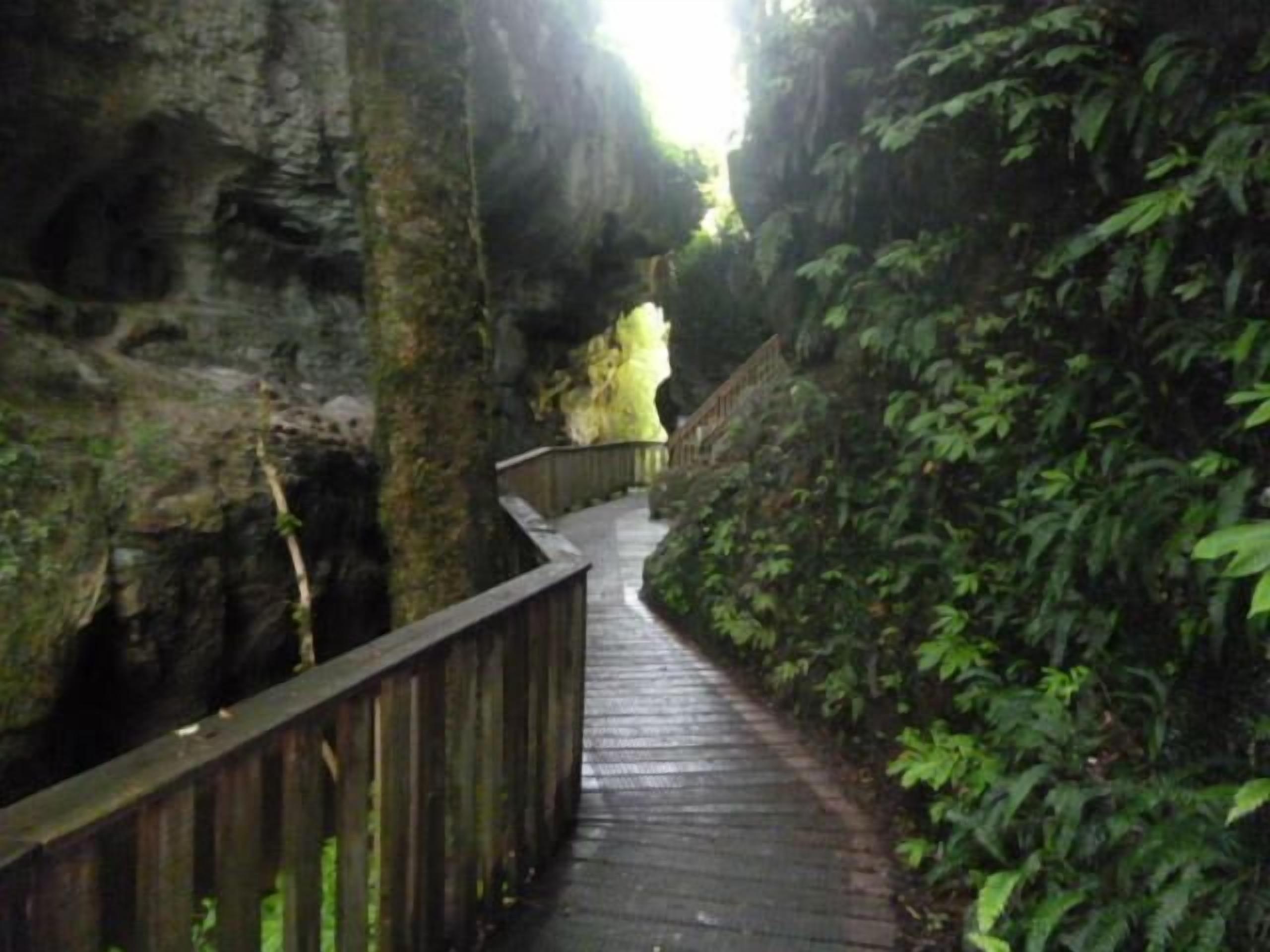 Uma trilha de madeira serpenteia por uma área arborizada, com um corrimão de madeira em um lado.