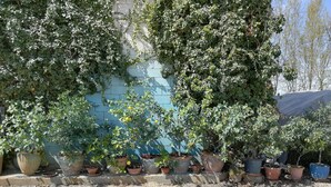Uma fileira de vasos com plantas em frente a uma parede azul.