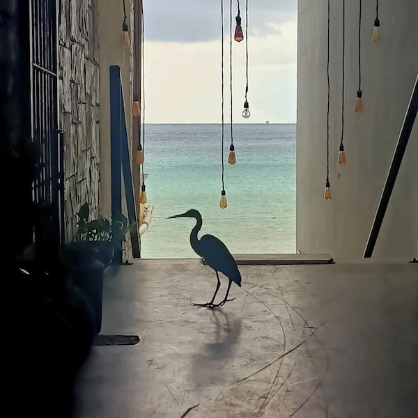Hostel Auikyani - Cozumel