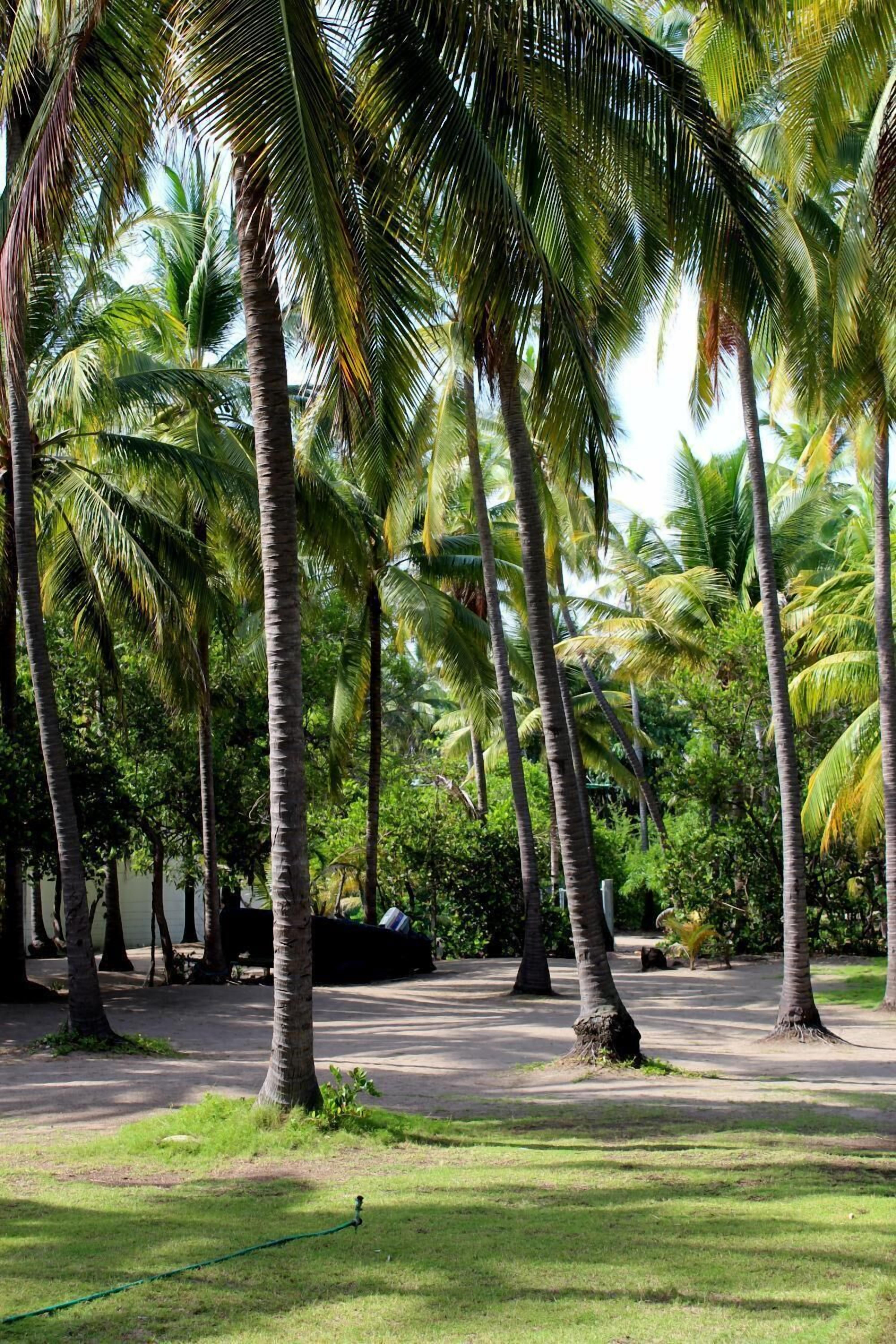 Um jardim tropical com palmeiras e um caminho pavimentado.