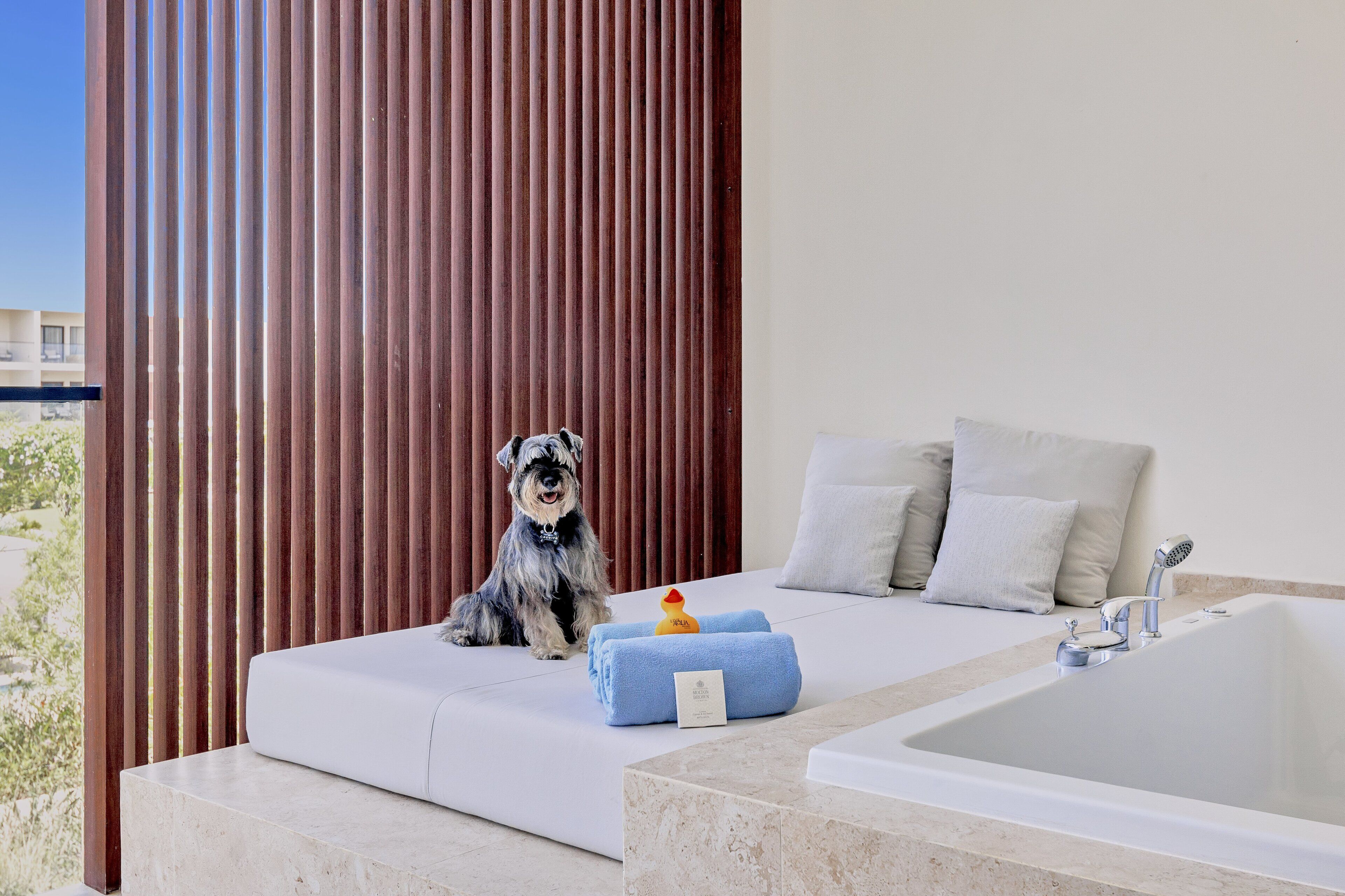 Um cão sentado em um sofá branco com uma toalha azul e uma garrafa de shampoo num banheiro moderno com banheira e chuveiro.