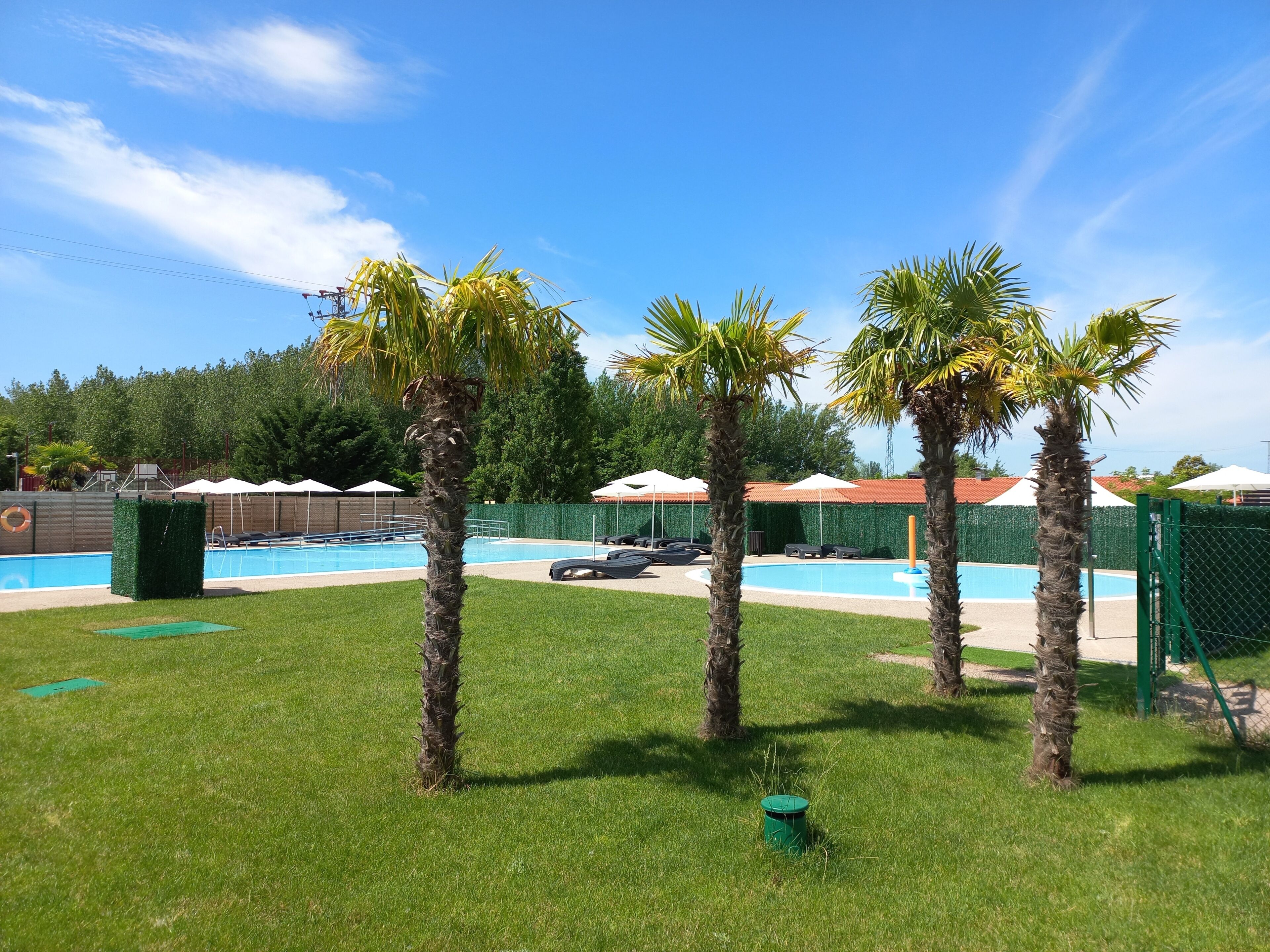 Área de piscina com palmeiras, uma lixeira verde e guarda-sóis.