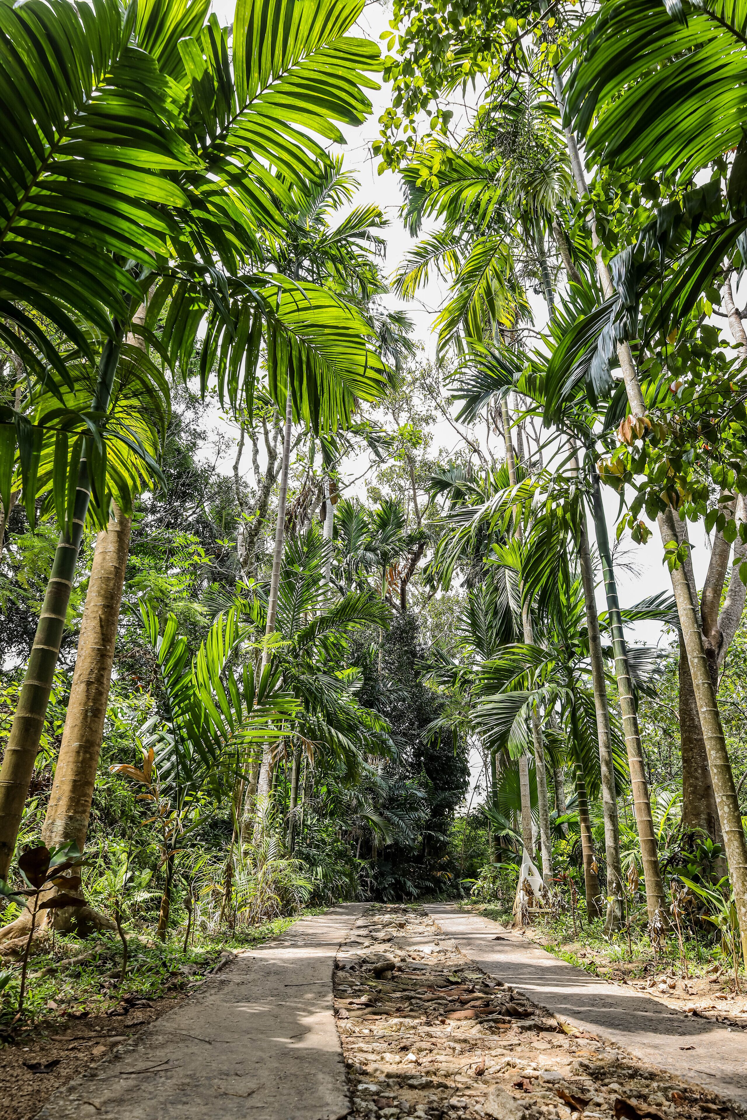 Uma trilha estreita e sem pavimentação, cercada por vegetação tropical exuberante.