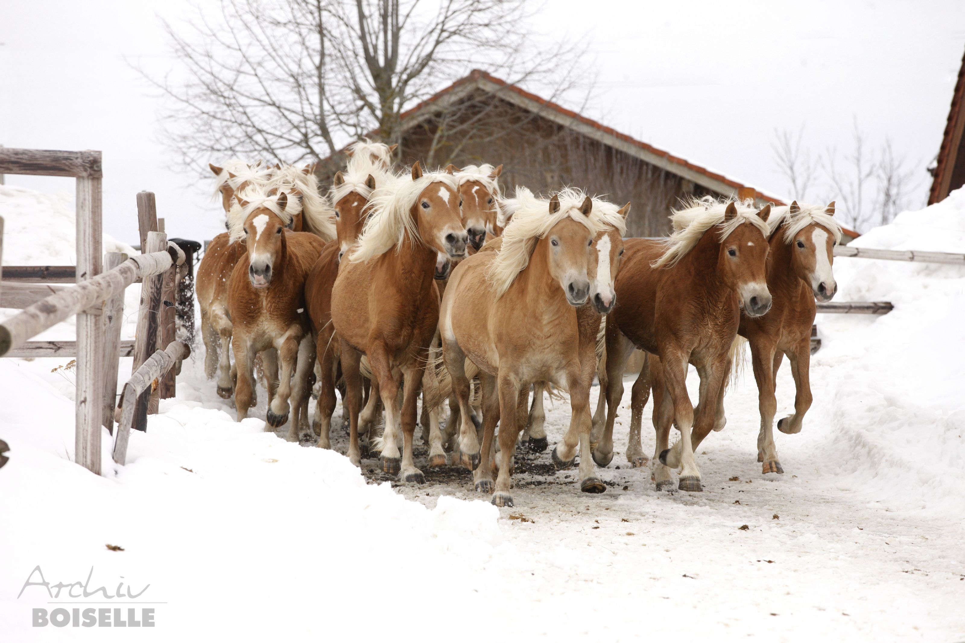Um grupo de cavalos caminhando em uma área nevada, com uma cerca de madeira e um celeiro ao fundo.