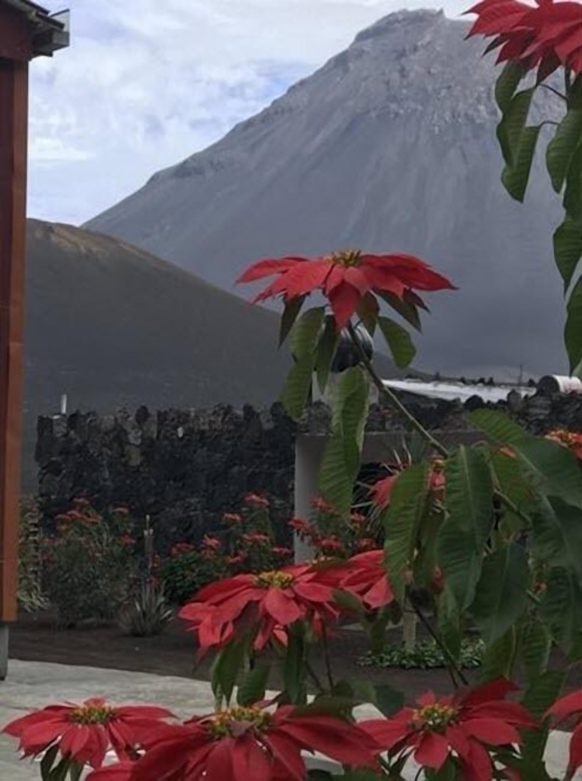 Um jardim com plantas de bico-de-papagaio vermelhas e um muro de pedra.