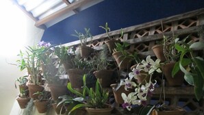 Diversas plantas em vasos dispostas numa parede, incluindo orquídeas e outras folhagens.