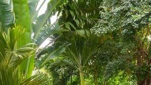 Um caminho pavimentado cercado por vegetação exuberante e diversas plantas.