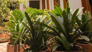 Pátio com um edifício branco, portas de madeira e plantas em vasos.