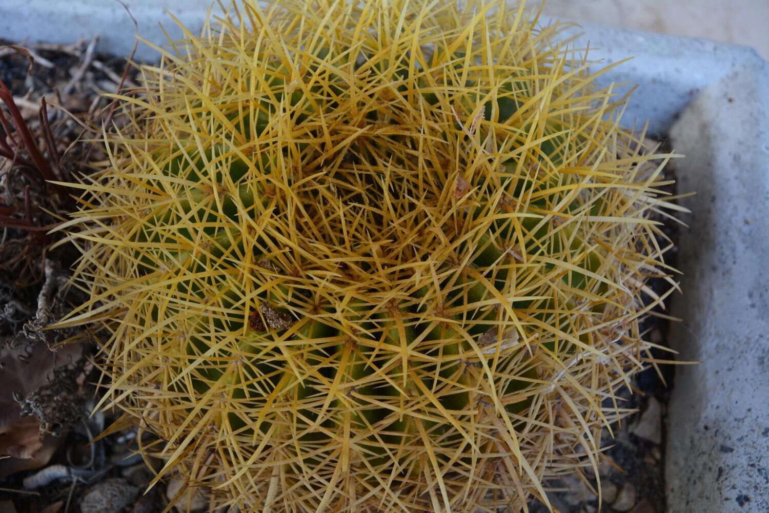 Um cacto em vaso de barro, com espinhos amarelos.