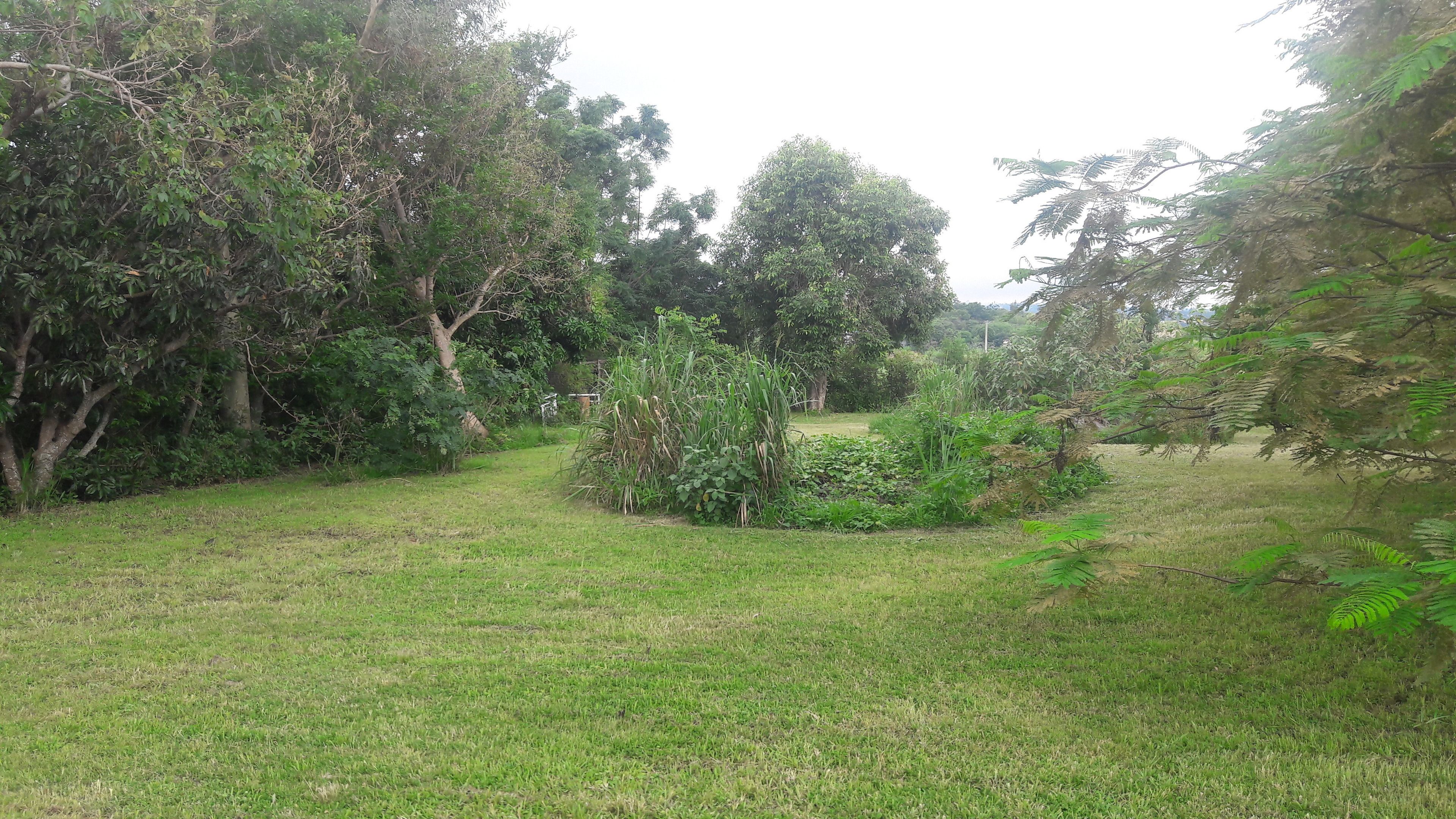 Uma área gramada com árvores e arbustos densos.