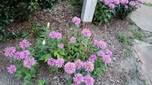 Um jardim com flores cor-de-rosa e folhagem verde.
