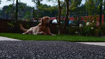Um cão deitado numa área gramada, com um tapete preto em primeiro plano.