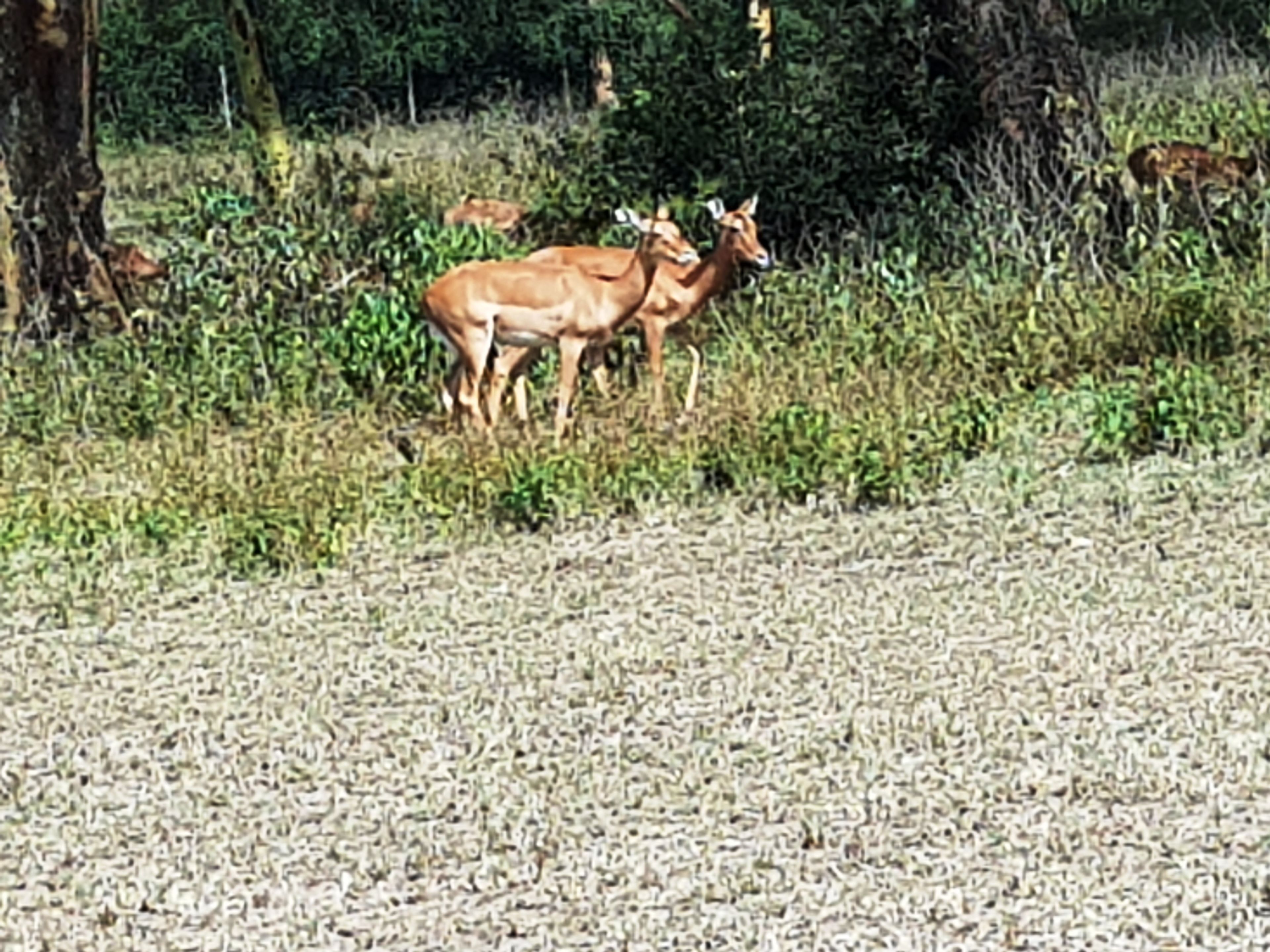 Um campo com duas cervas em meio à grama alta e árvores.