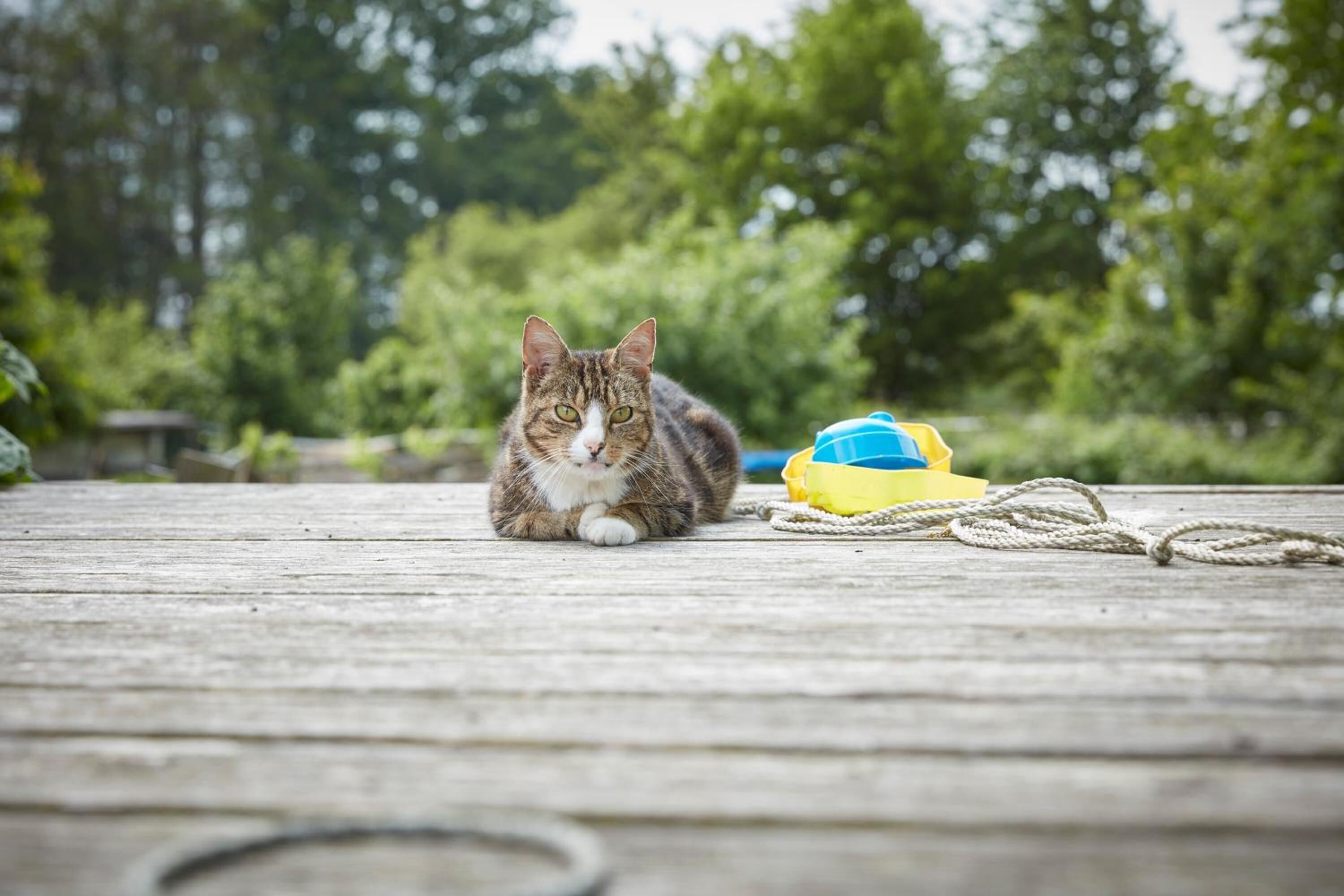 Um gato deitado em um deck de madeira, com um brinquedo e uma corda por perto.