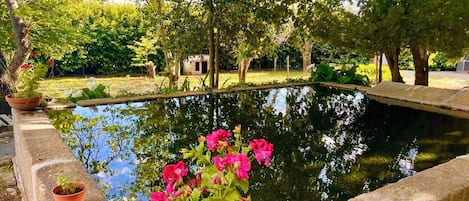 Um jardim tranquilo com um lago, rodeado por vegetação exuberante e plantas em vasos.
