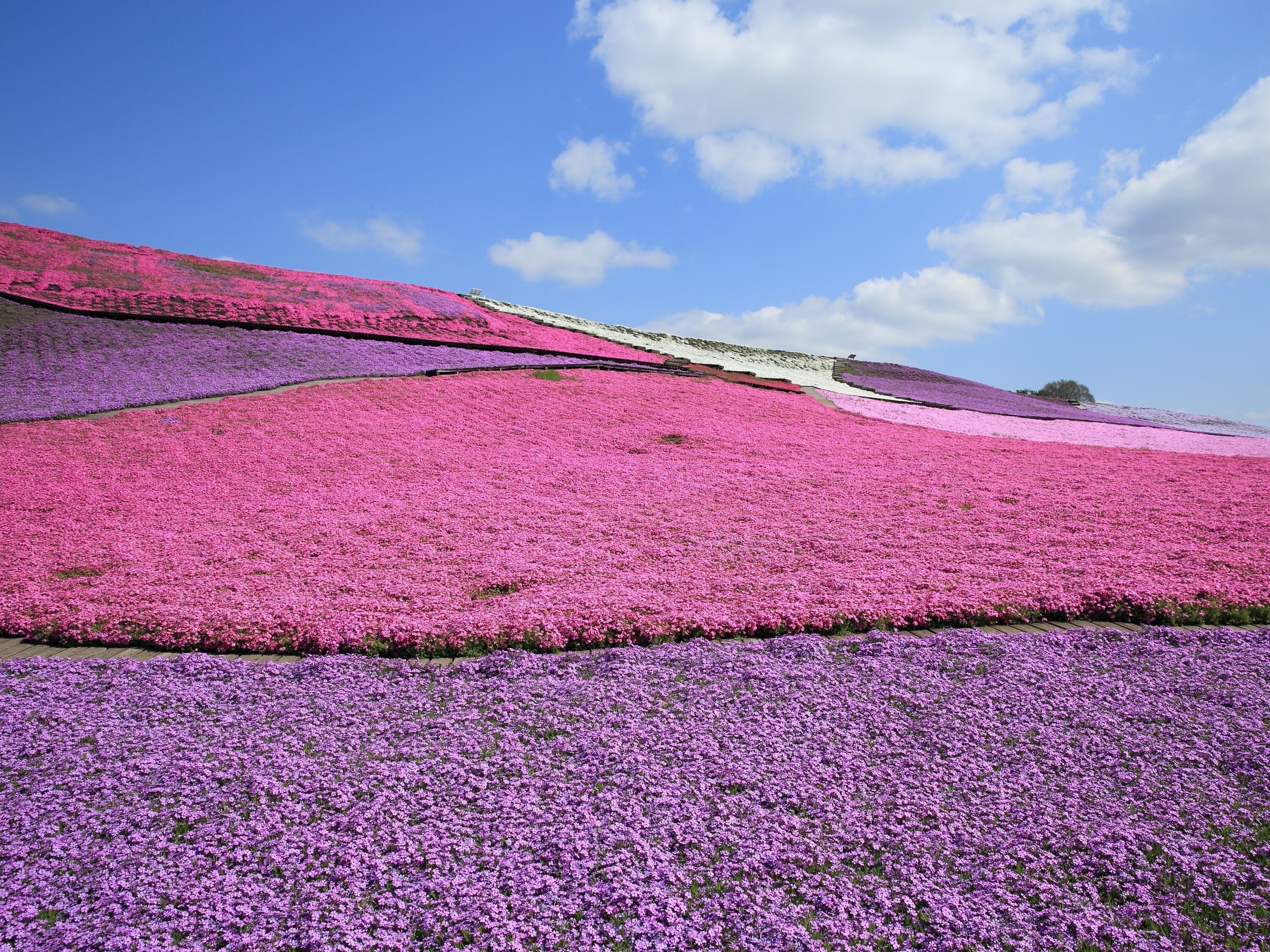 Uma encosta coberta de flores vibrantes em tons de rosa e roxo sob um céu azul límpido.