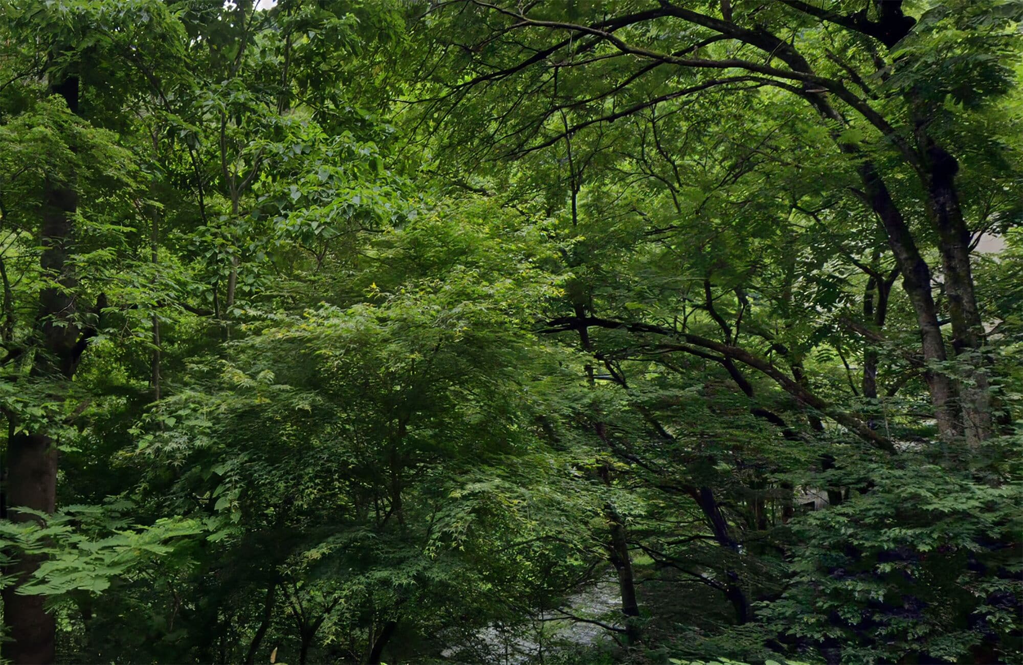 Uma floresta densa com diversos tipos de árvores e vegetação rasteira espessa.