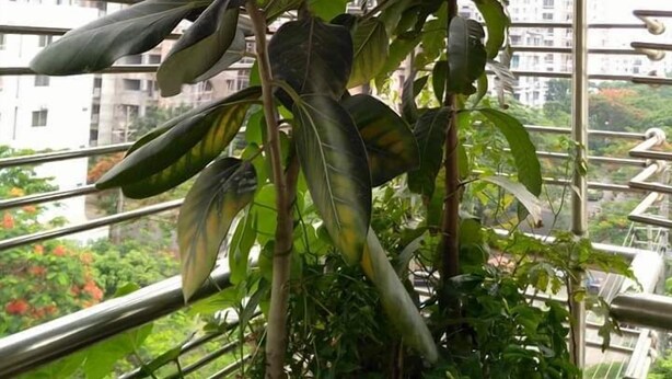 Varanda com planta em vaso e vista para uma área residencial.