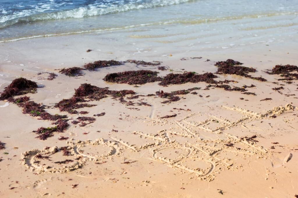 Uma praia arenosa com pegadas e algas espalhadas pela areia.