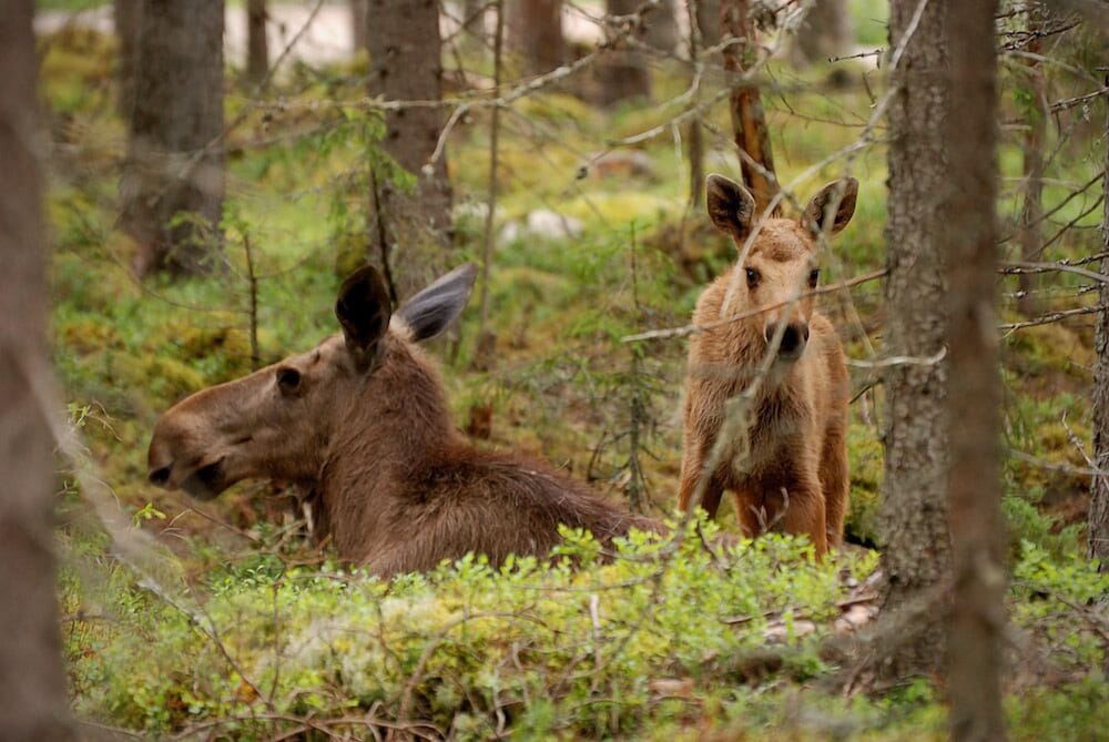 ÄLgparkens Stugby - Mer Baltique