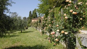 Um jardim com uma fileira de rosas trepadeiras e um muro de pedra.