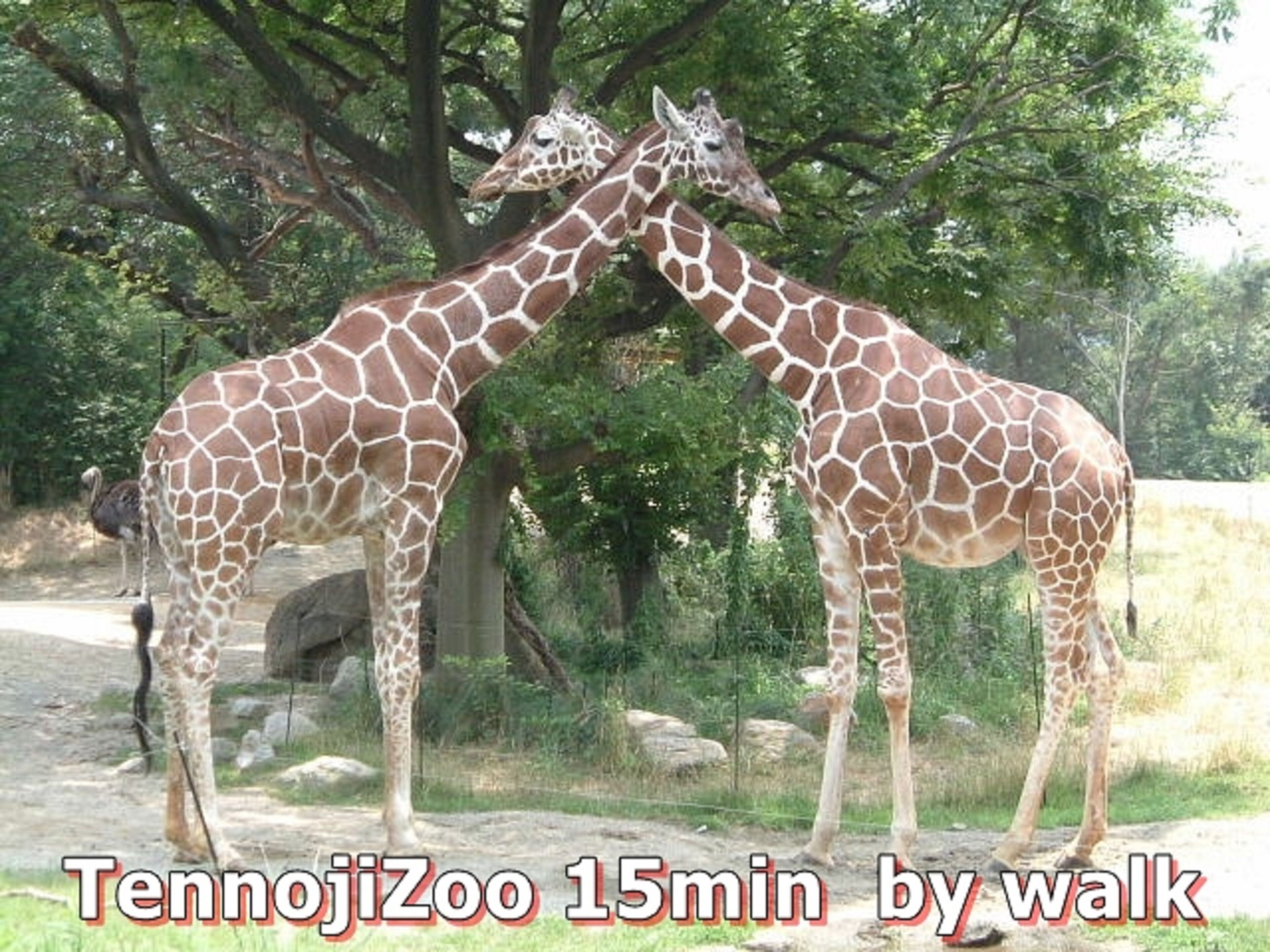 Duas girafas próximas uma da outra em um recinto de zoológico, com árvores e uma trilha de terra ao fundo.