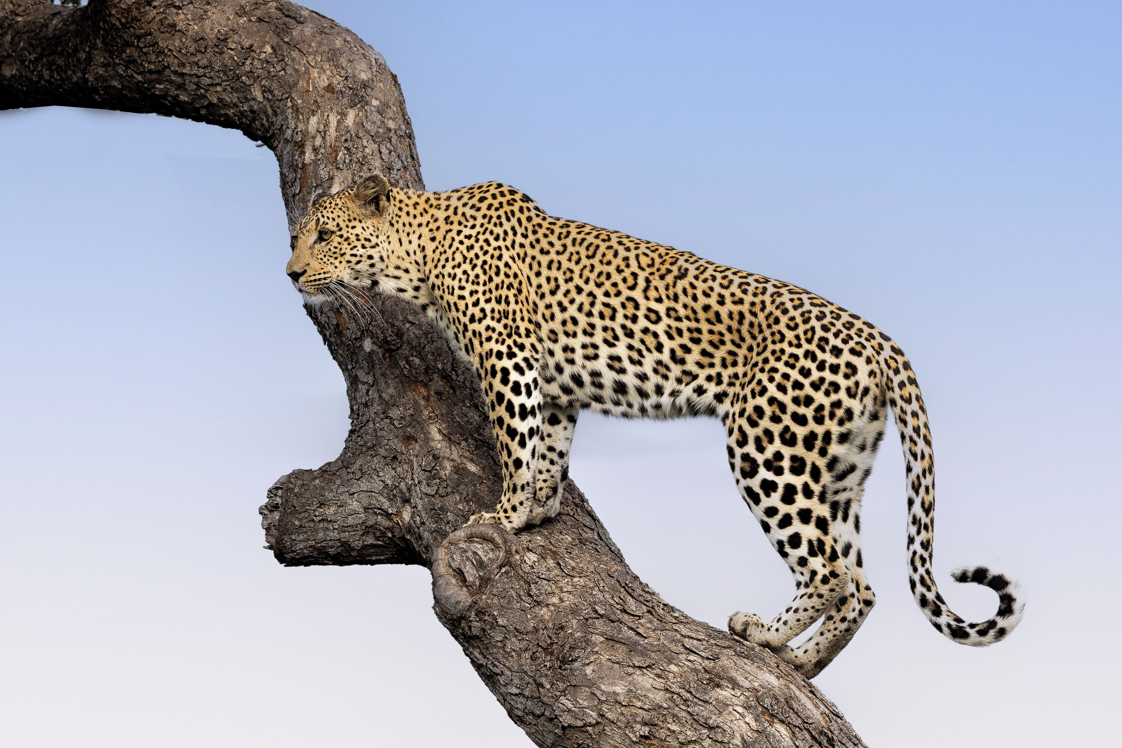 Uma pantera-cor-de-leopardo a escalar um galho de árvore.
