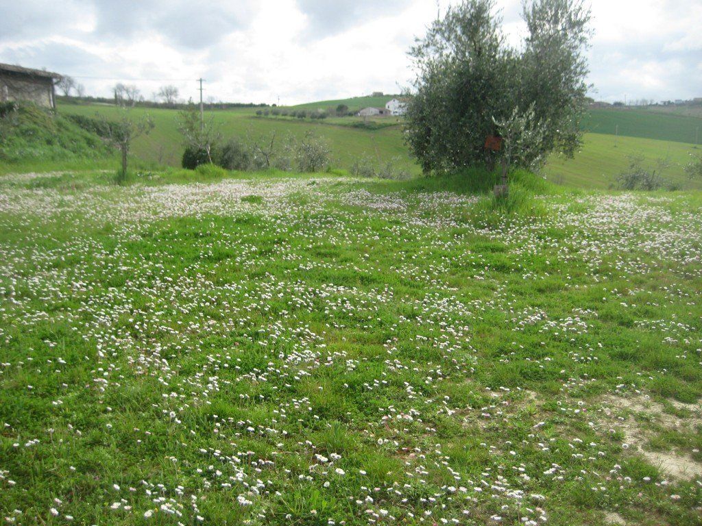 Um campo de flores brancas com uma árvore e um edifício ao fundo.
