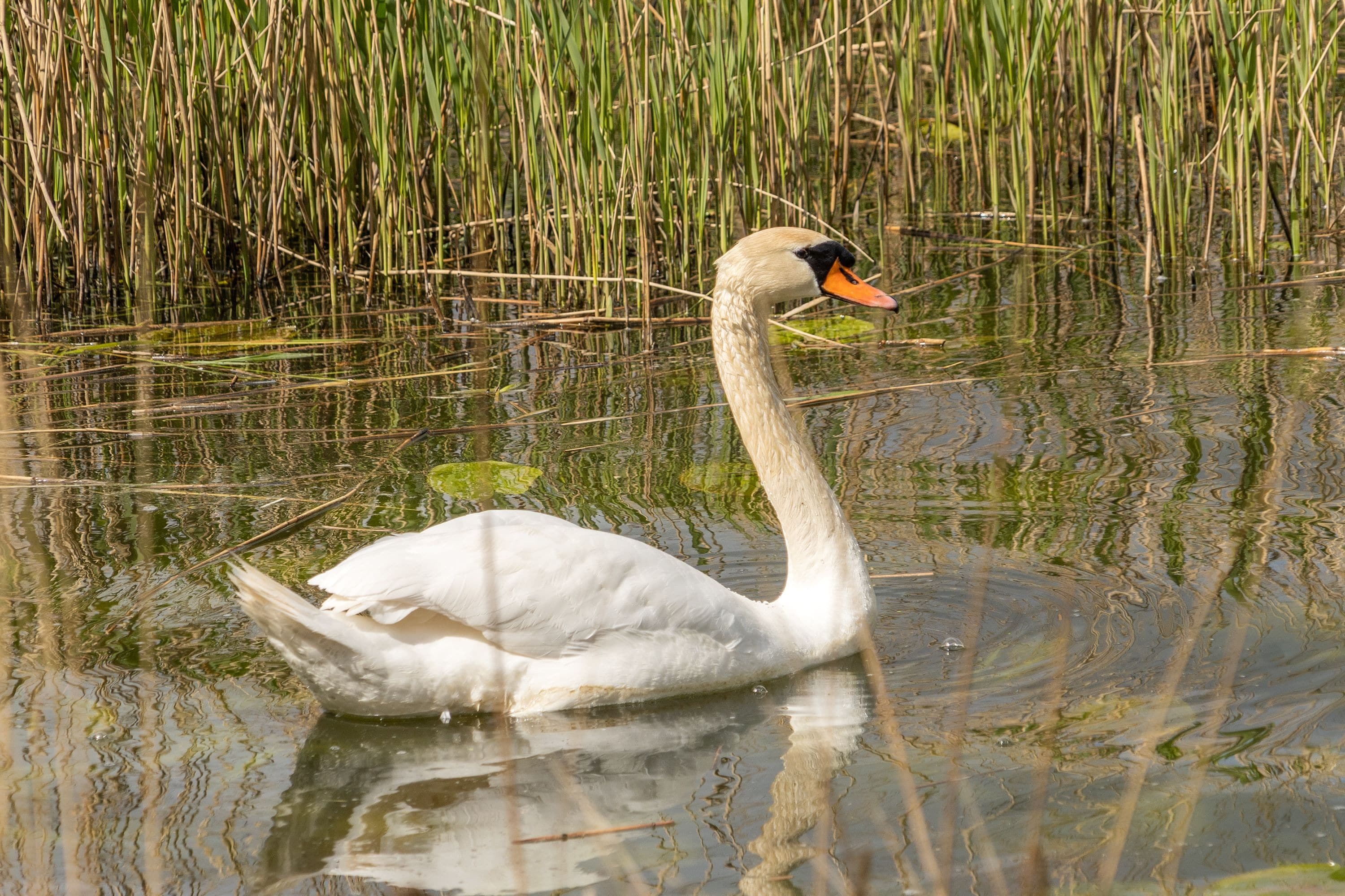 Um cisne nada em um lago com juncos altos ao fundo.