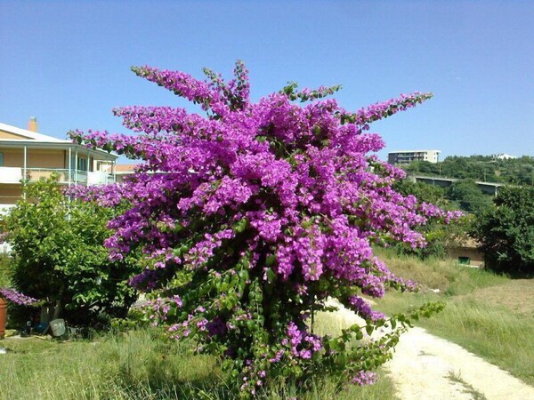 Le Acacie Rooms ( Ex B&b ) - Termoli